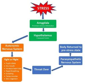 Stress Flow Chart