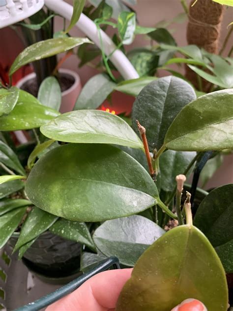 One Of The Stems On My Hoya Is Turning Orange And Possibly Dying Off