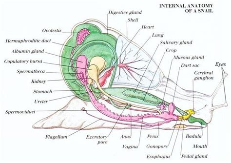 How Northern Moon Snail Digest Food Northern Moon Snail Resource