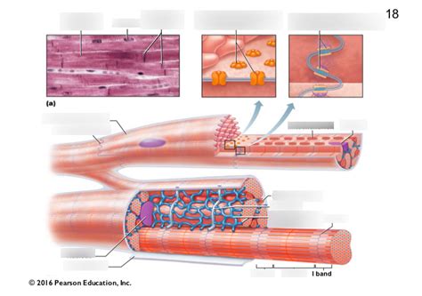 Diagram Of Hubs192 Cardiac Muscle Cell Quizlet