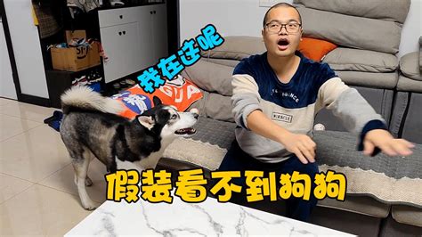 主人假裝看不到二哈，二哈會是啥反應？傻狗徹底被窩整自閉了【马桶的逗比狗生】 Youtube