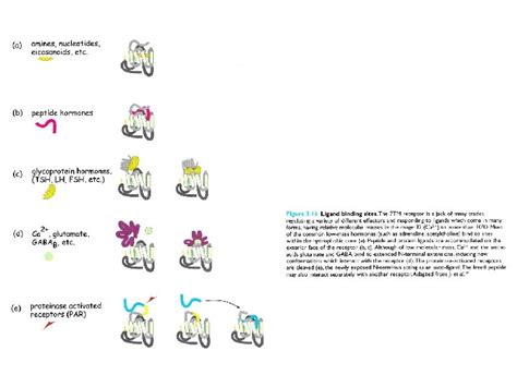 B Fig 2 General Structure Of Dimeric Class