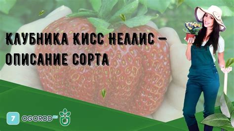 Клубника Кисс Неллис — описание сорта - YouTube