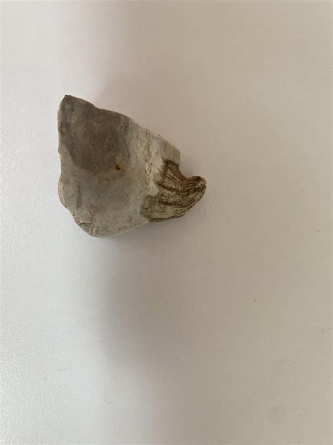Fossilized Tooth Any Clue What It Could Be [found In Forest Next To Beach On The East Coast