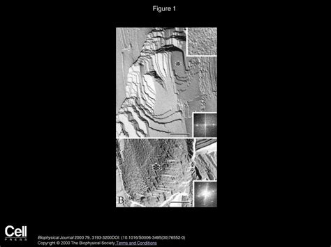 Electrostatic Control Of Phospholipid Polymorphism Ppt Download