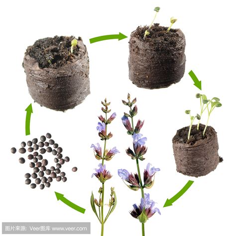 植物种子 植物种子库 随意云