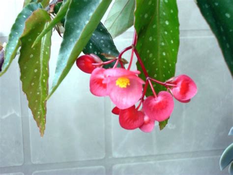Tamaya bégonia bambou Begonia maculata culture et entretien