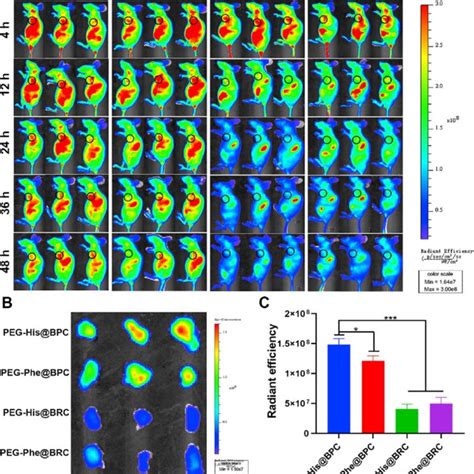 A In Vivo Fluorescent Imaging Of Mice With Different Intravenous Download Scientific Diagram