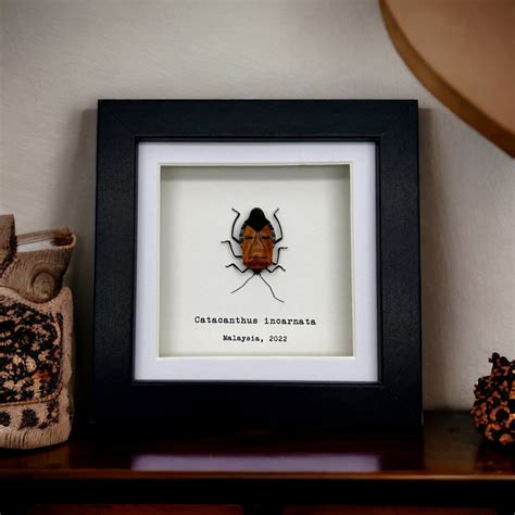 Man Faced Hitler Stink Bug Frame Catacanthus Incarnata Shadow Box Professionally Mounted