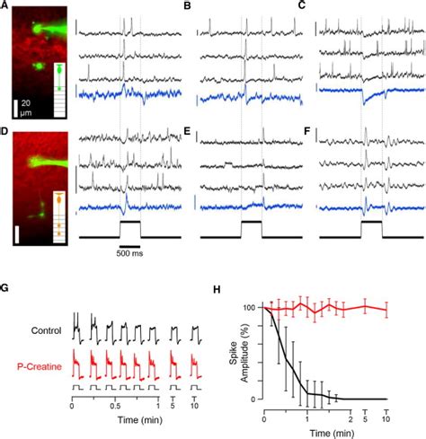 Light Modulates Spikes Recorded In Bipolar Cells In Retinal Slices