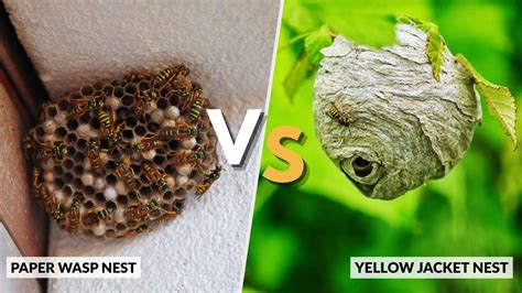 Paper Wasp Nest How To Identify And Remove Safely