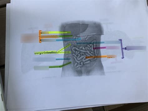 Lab Final Diagram Quizlet