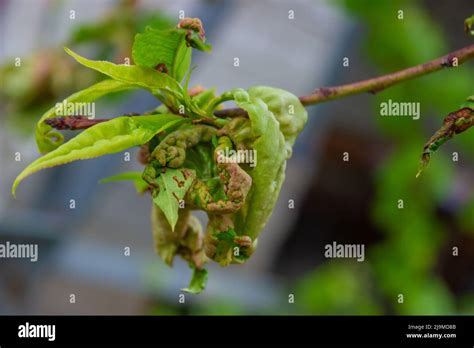 Tree Leaf Disease Twisted Peach Tree Leaves Selective Focus Stock
