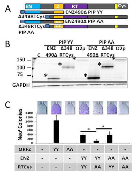 Pcna Binding Domain Can Be Supplied In Trans Of The Rtcys Fragment In Download Scientific