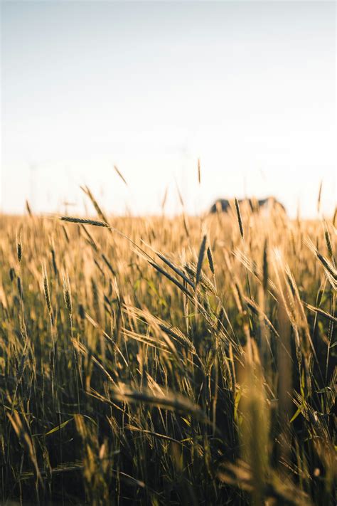 하늘을 배경으로 한 키 큰 풀밭 사진 Unsplash의 무료 벽지 이미지