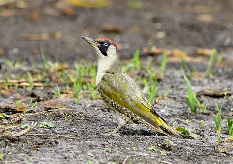 Spent A Half Hour Trying Out My New Hide This Morning Lots Of Birds Visiting The Pond Including