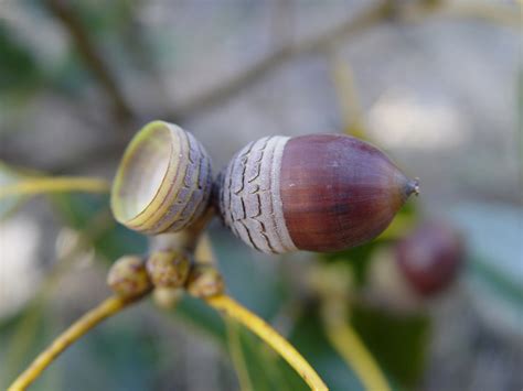 종가시나무 두가시 한라봉