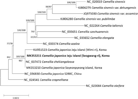 Neighbor Joining Bootstrap Repeat Is 10000 And Maximum Likelihood