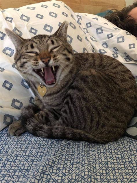 Laughing Cat Blank Meme Template