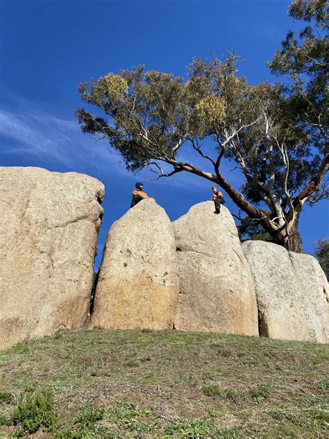 Tree Services Ballarat Professional Tree Care Tree Tech Management