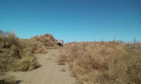 Tumbleweeds Invade Colorado Towns Blocking Roads And Doors The
