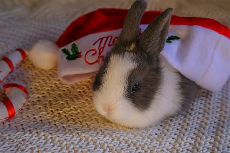 흰색 니트 담요 크리스마스 캐러멜에 텍스트 메리 크리스마스와 빨간색 산타 클로스를 가로 질러 흰색과 회색 아기 토끼 복사 공간 0명에 대한 스톡 사진 및 기타 이미지