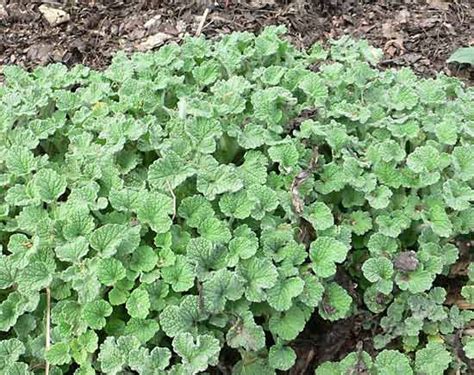 Horehound Plant Herb Uses And Facts Britannica