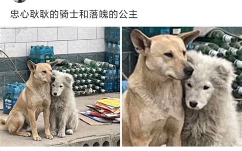 为什么新闻联播背景图放那么多电视机＊搞笑趣图43 原来是羔羊啊 默认收藏夹 哔哩哔哩视频