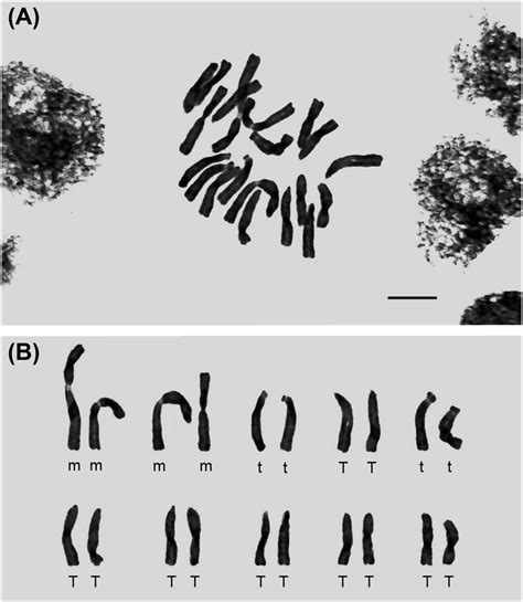 Mitotic Metaphase Of Shoubiaonia Yunnanensis W H Qin W Q Meng And K Download Scientific