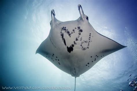Manta Ray Conservation Manta Ray Bay Resort Yap Micronesia