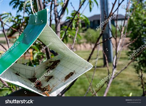 Стоковая фотография 2016453752 Fruit Tree Moth Sticky Trap Pheromone Shutterstock