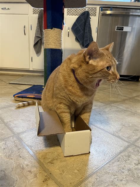 Cider Gets Trapped In Tiny Cat Trap Roneorangebraincell