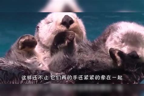 见过小水獭秀恩爱吗看完这段视频后我的眼睛都被闪瞎了 水獭 视频 眼睛