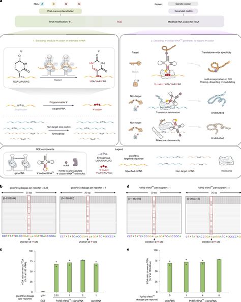 Nature Rna Codon Expansion Via Programmable Pseudouridine Editing And