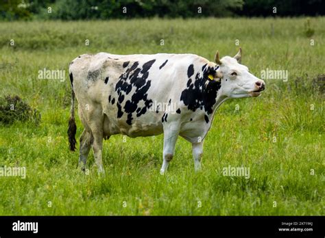 Dairy Cow Of The Holstein Friesian Breed Grazing In The Palatinate