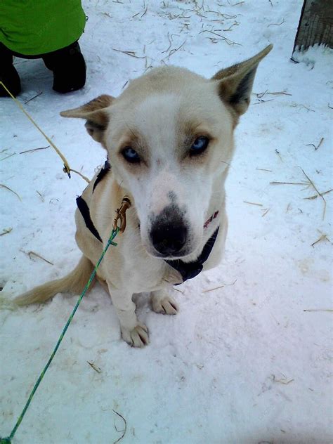 Hình ảnh Nền Hund Hund Vector Nền Và Tập Tin Tải Về Miễn Phí Pngtree