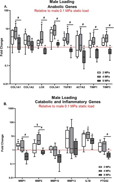 Cyclic Loading Induces Anabolic And Catabolic Gene Expression In Acls
