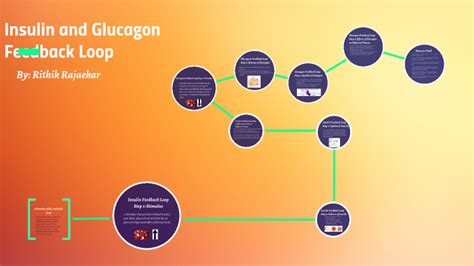 Insulin And Glucagon Feedback Loops By Rithik Rajasekar On Prezi