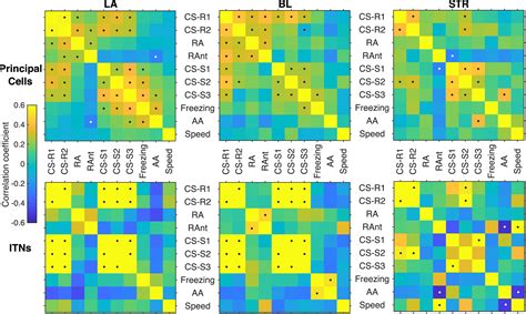 Multi Dimensional Coding By Basolateral Amygdala Neurons Neuron