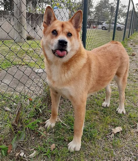 20 Shiba Inu Mixes Cross Breeds With Pictures Puplore