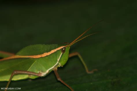 Close Up On A Leaf Grasshopper