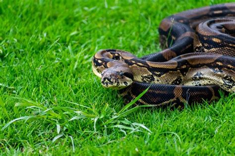 Premium Photo A Python Is Curled Up In The Grass And Has A Long Tail