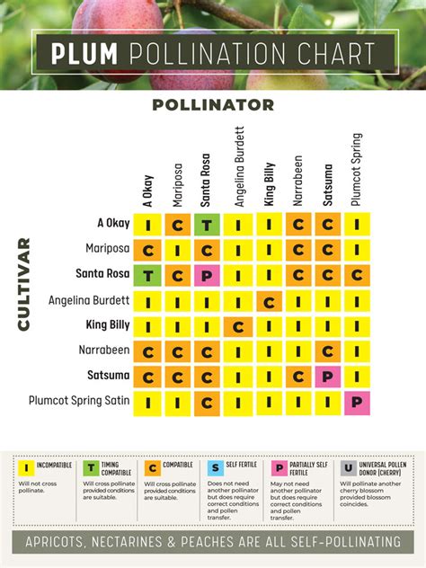 Peach Tree Pollination Chart