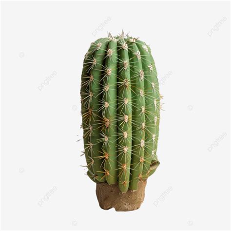 선인장 만화 선인장 선인장 재료 녹색 선인장 Png 일러스트 및 이미지 에 대한 무료 다운로드 Pngtree