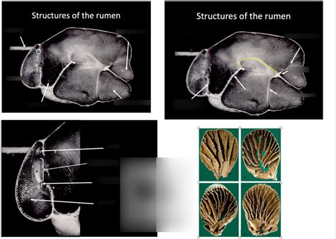 Exam I ANSC 524 Diagram Quizlet