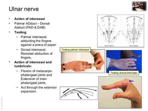 Ulnar Nerve Motor Function Test