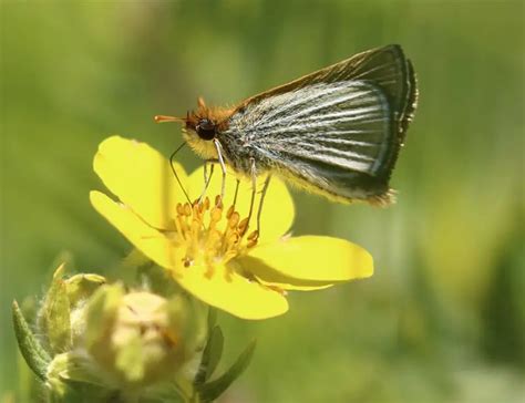 Conservation Strategies For Endangered Pollinators