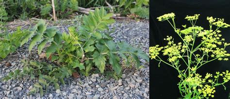 Wild Parsnip Field Crop News