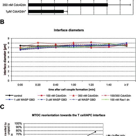 Cdc42 Is Less Involved In The Regulation Of Cell Couple Formation And