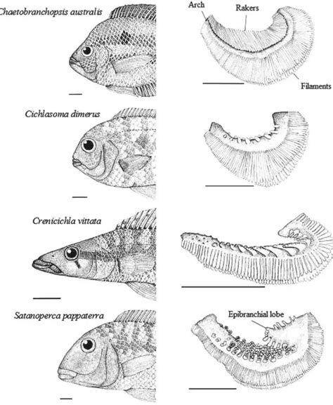 Fish Gill Types Structure And Function Fish Article